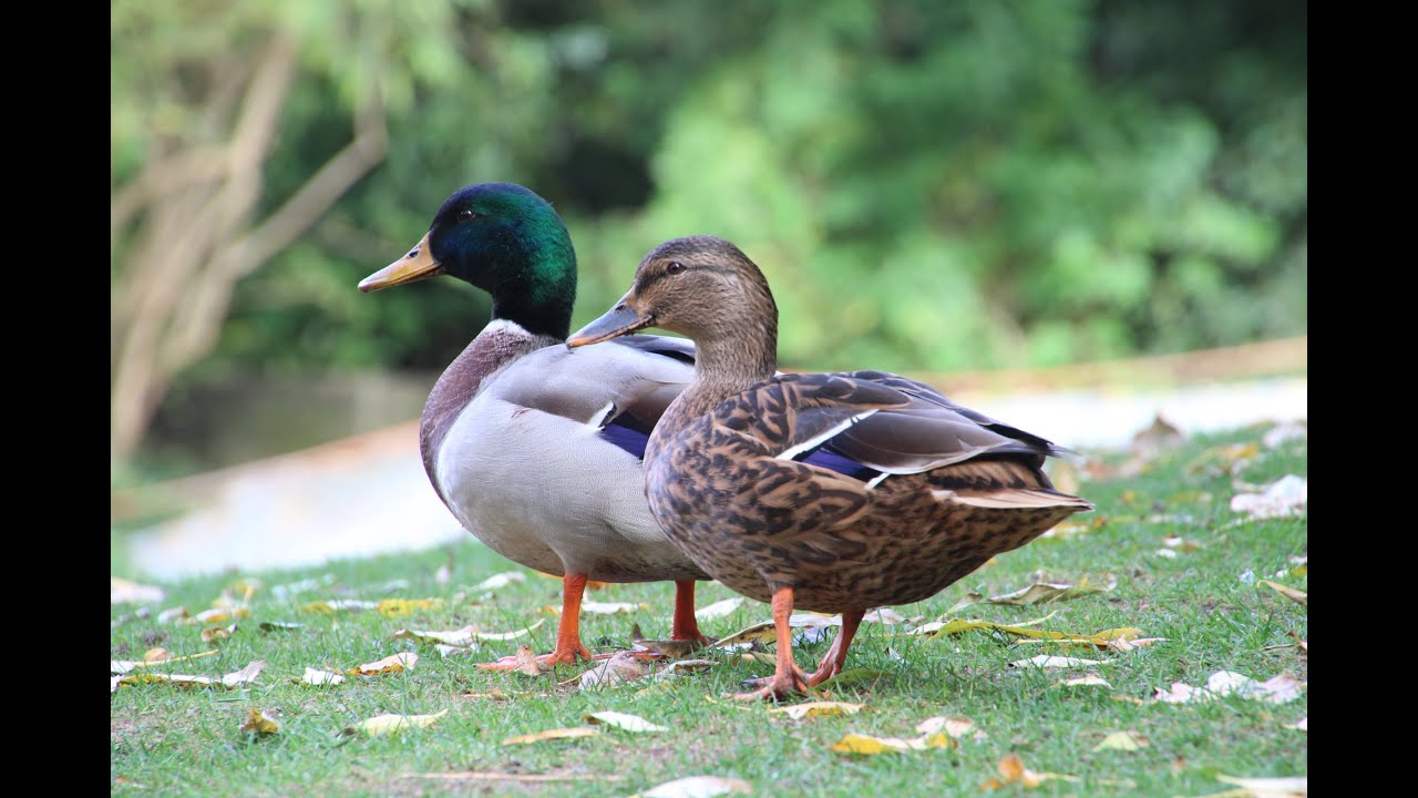 The Most Playful Ducks I've ever seen - YouTube