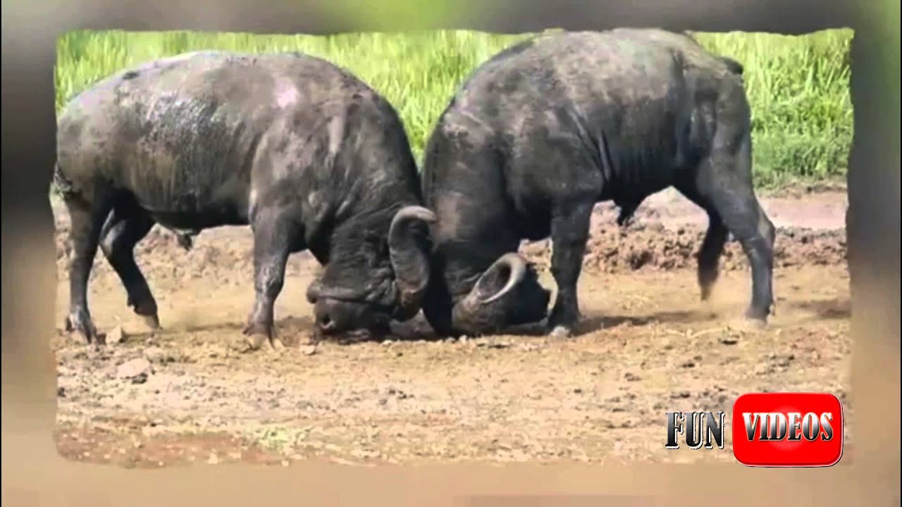 Bufalos peleando - Cuerno Roto - YouTube
