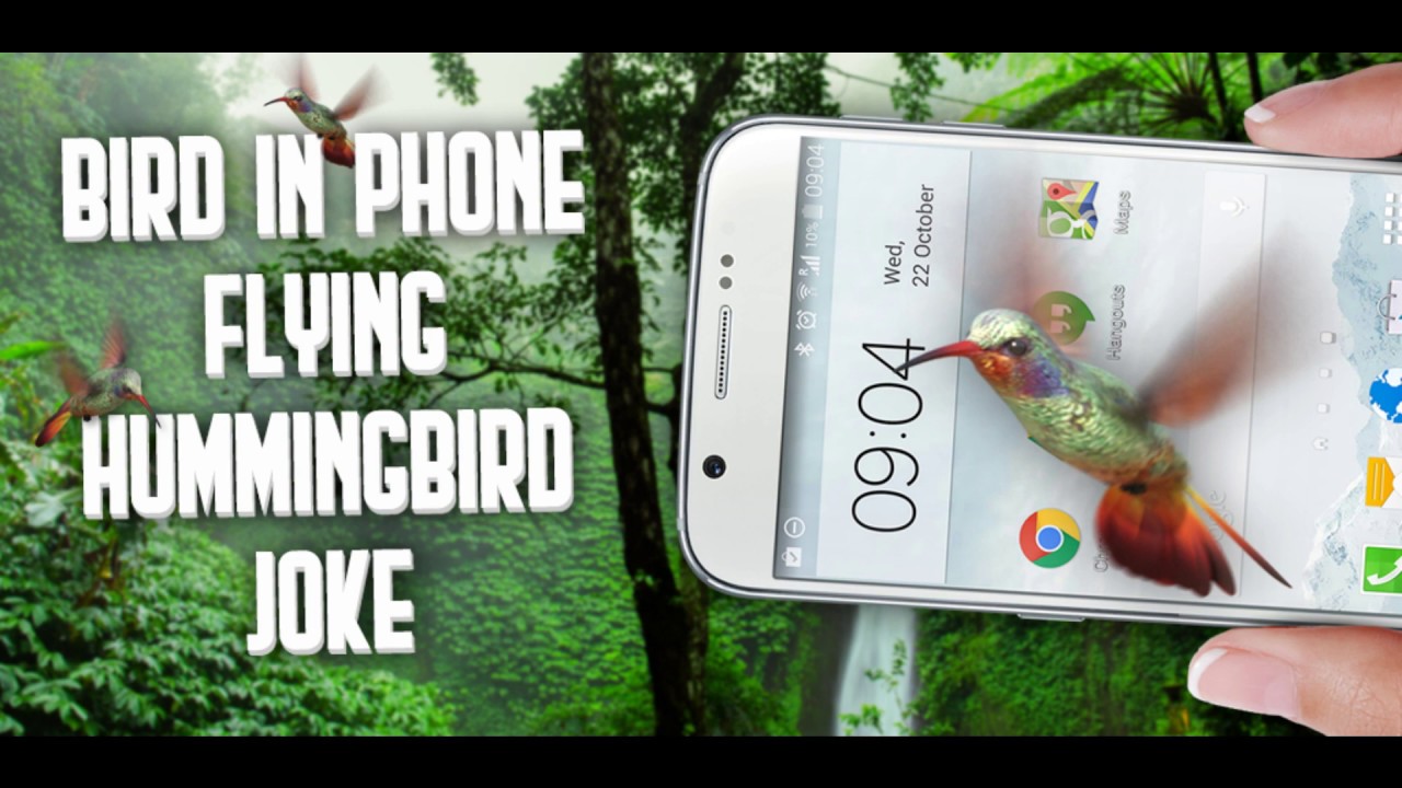 Bird in phone: flying hummingbird joke - Android free app - YouTube