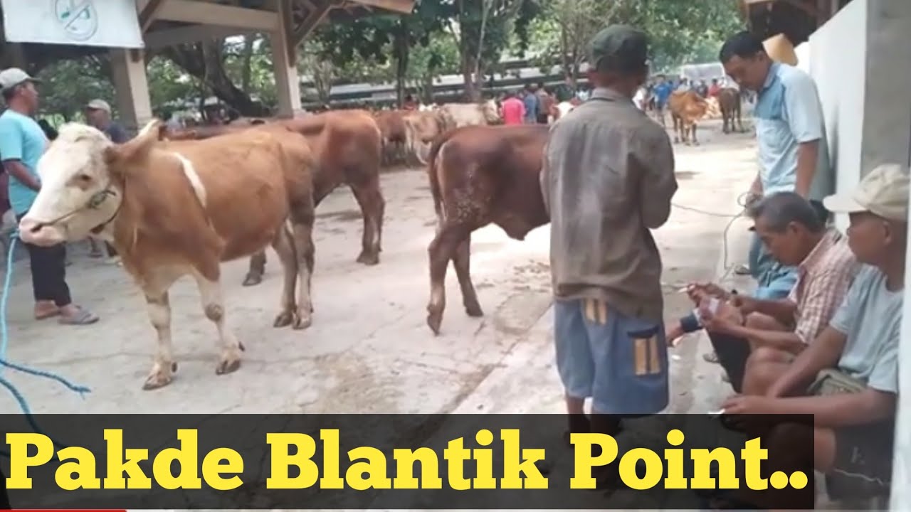 Pakde Blantik Sapi rapat Besar Bagi² Cuan - YouTube