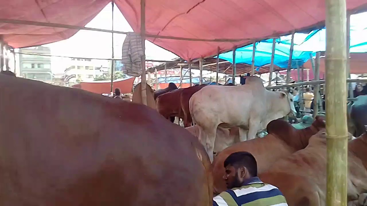 Fatullah gorur hat 2019 - YouTube