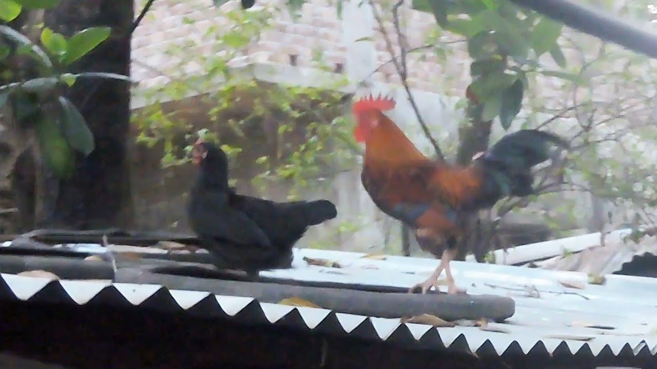 Very active and energetic roosters, Their Power and strength - YouTube