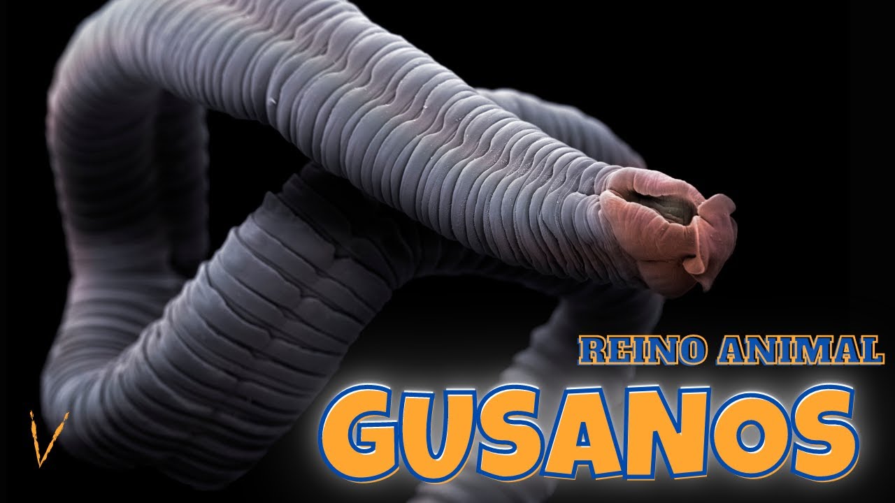 REINO ANIMAL - GUSANOS - YouTube