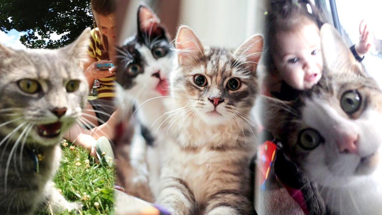 Gatos Metidos - YouTube