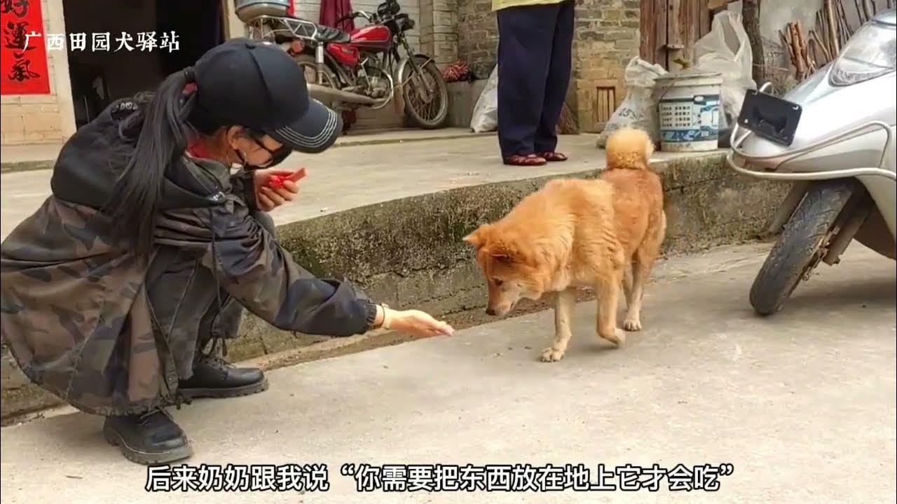 我的好朋友半年没见面还记得我,居然还生了3只可爱的小奶狗 Youtube