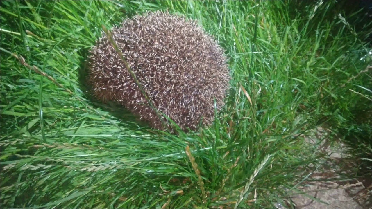 A hedgehog in my Brothers Shed. Just managed to put it on the grass. 08 ...