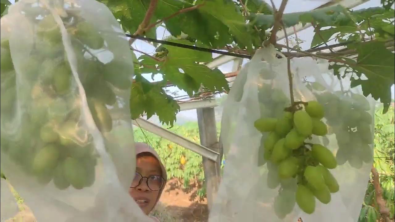 Langsung!!! Review anggur dixon di Kebun Anggur kami - YouTube