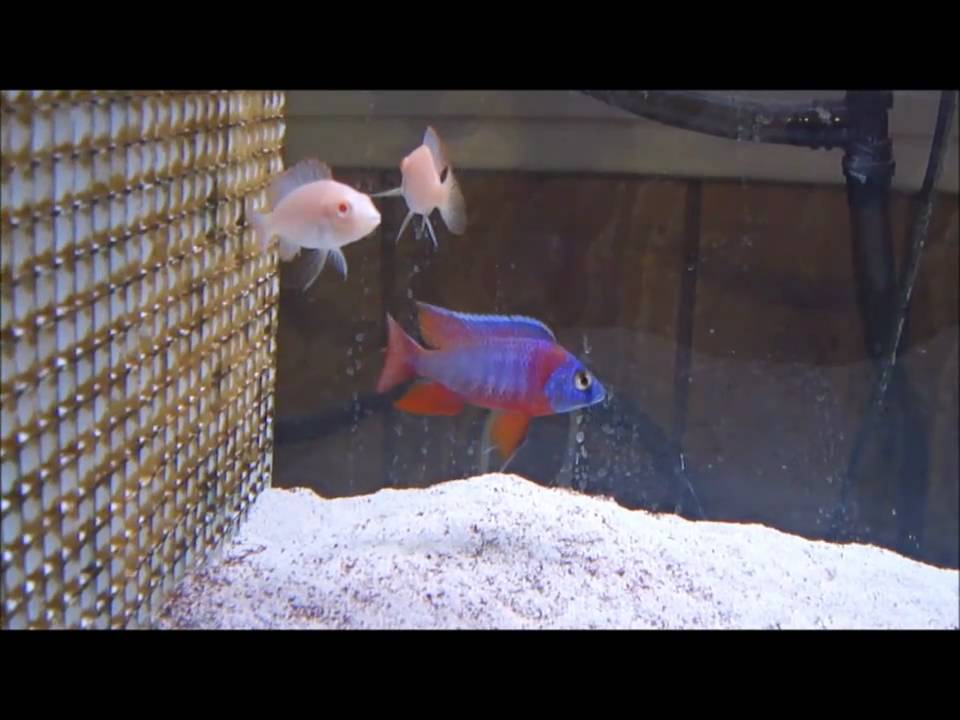 blue fire fish peacocks - YouTube