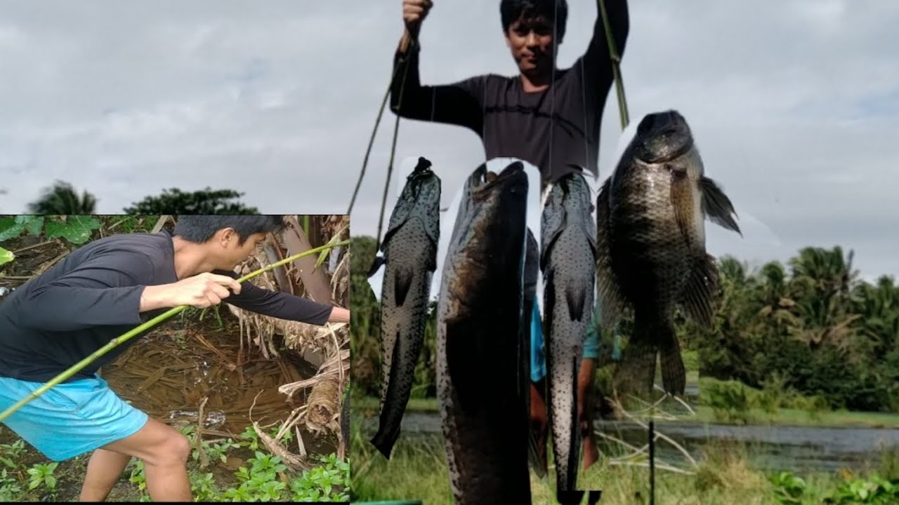 how to catch snakehead.🐟😱 - YouTube