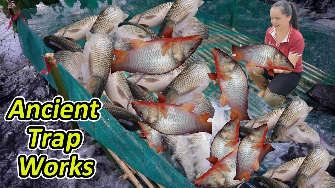 Aquaculture & Traditional Fishing – Bamboo Trap Method - YouTube