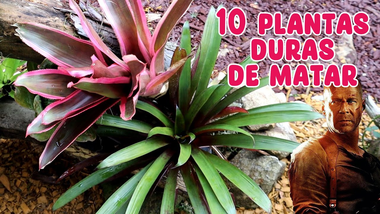 10 plantas más resistentes │Candy Bu - YouTube