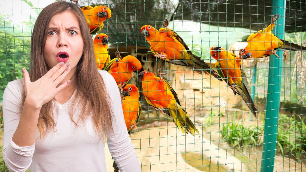 Ornithophobia (Explained in 3 Minutes) - YouTube