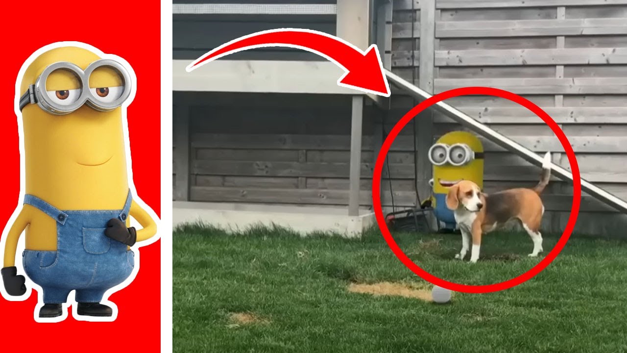 5 MINION Reales Captados en Camara en la Vida Real - YouTube