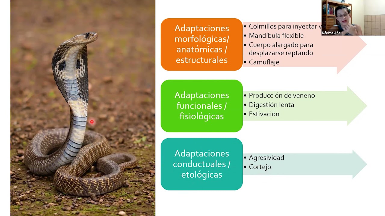 Adaptaciones Biologicas - YouTube