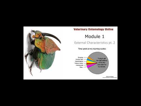 Do Insects Have Segmental Appendages