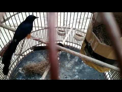 TERNAK MURAI BATU DI SANGKAR GANTUNG... PASTI BISA... - YouTube