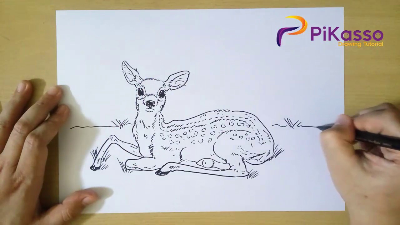 How to Draw a Baby Deer step by step - YouTube