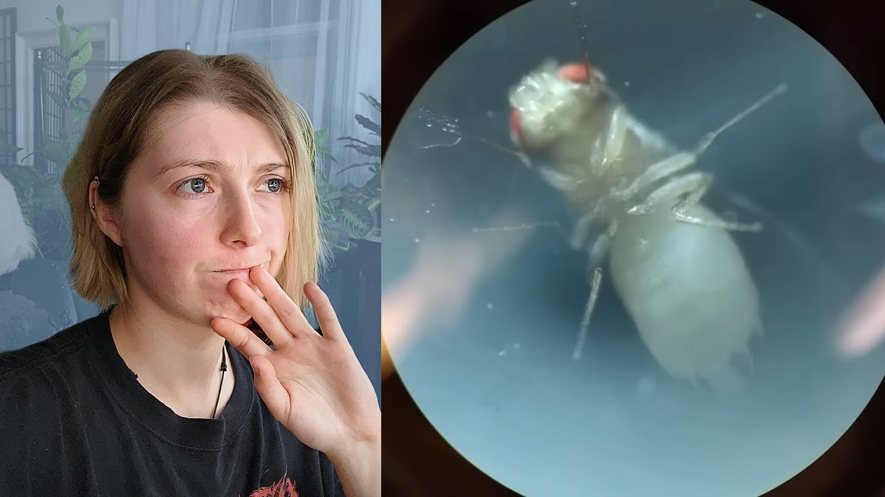 True Facts: Fungi That Control The Insects They Eat | Reaction - YouTube