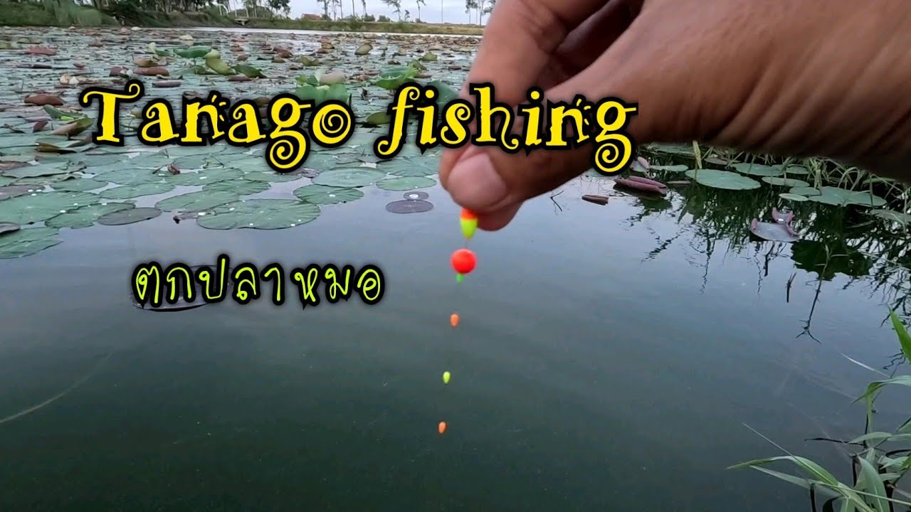 ทานาโกะปลาหมอ|จังหวะนี้ไม่กลืนลงคลอออ|Tanago fishing style 😊🎣 - YouTube