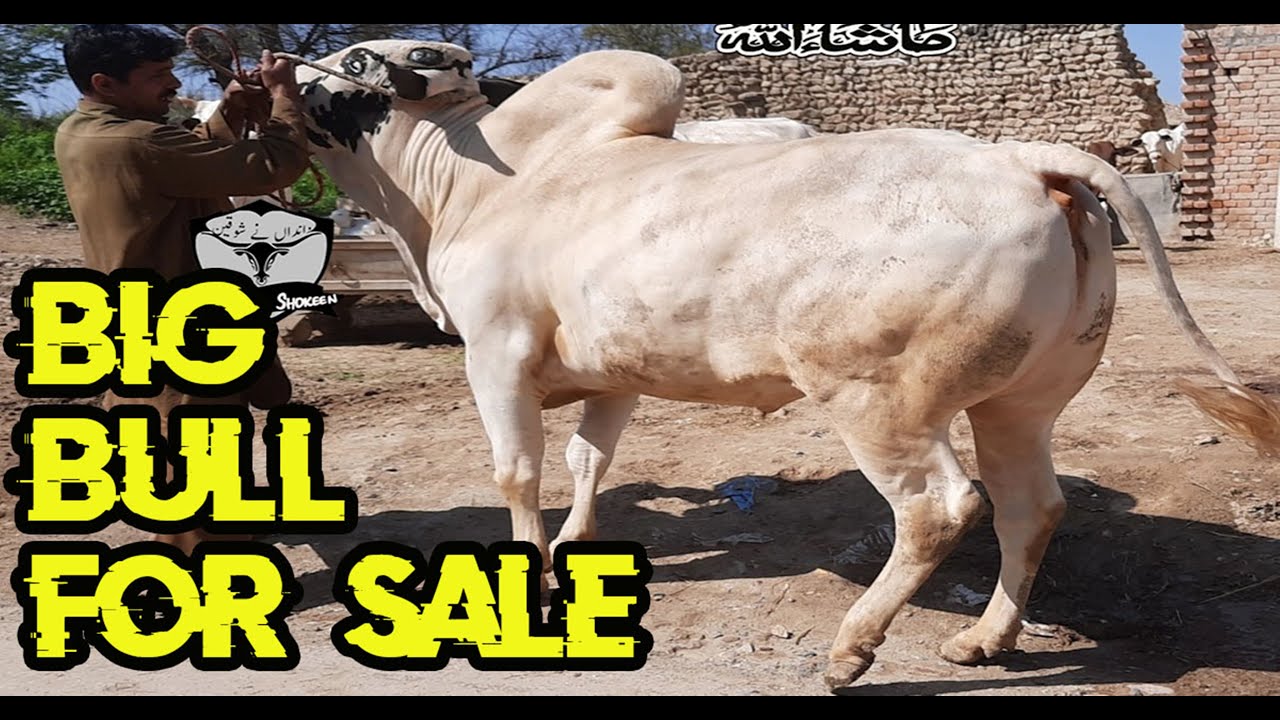 BIG Dhanni Bull For Qurbani 2020 || Dera Ishfaq Talagang || Dandan Nay ...