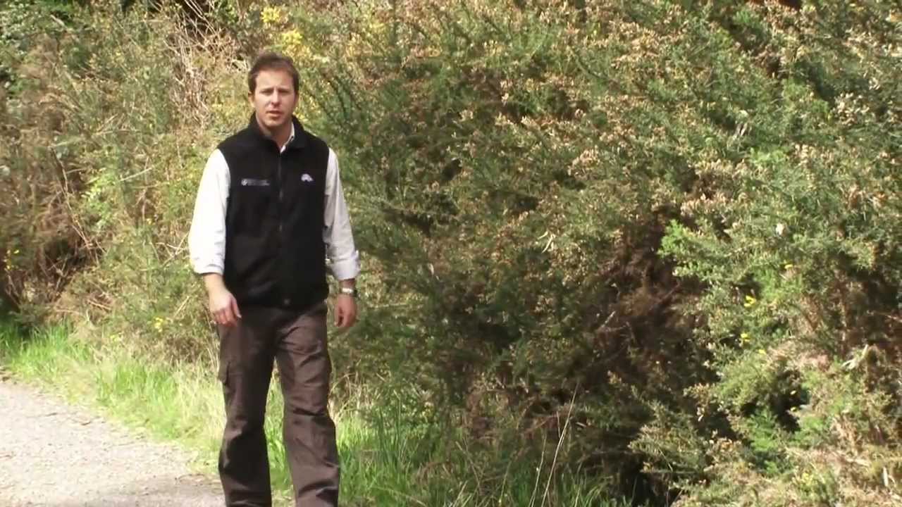 Weed Info: How to Control Gorse - YouTube