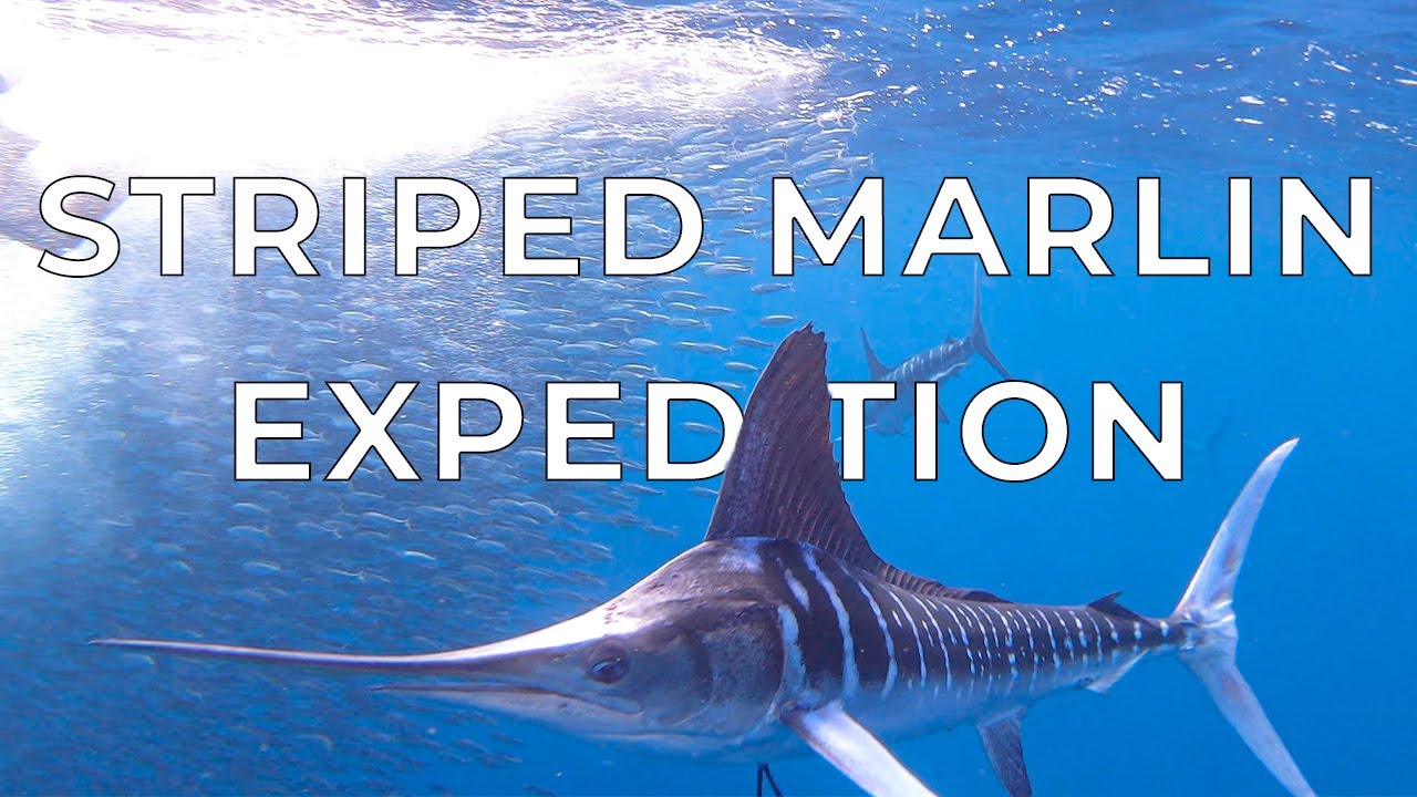 Fast Striped Marlin hunting Bait Balls | Magdalena Bay Expedition ...