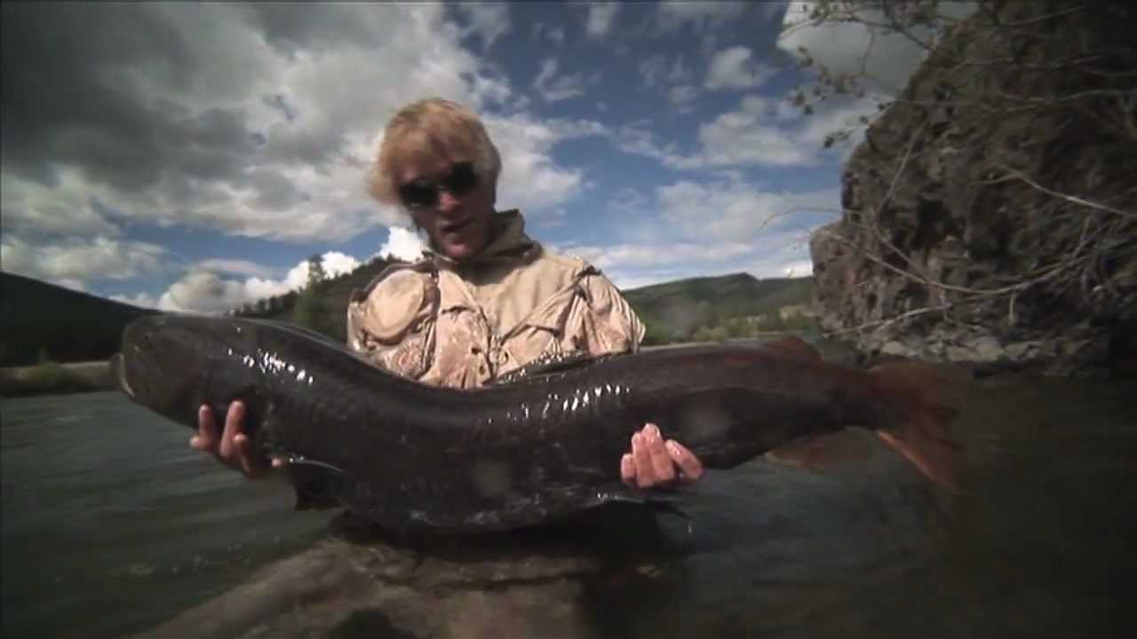 VAGNER JAKUB Freshwater Giants TAIMEN Jakub VÁGNER Sladkovodní giganti ...