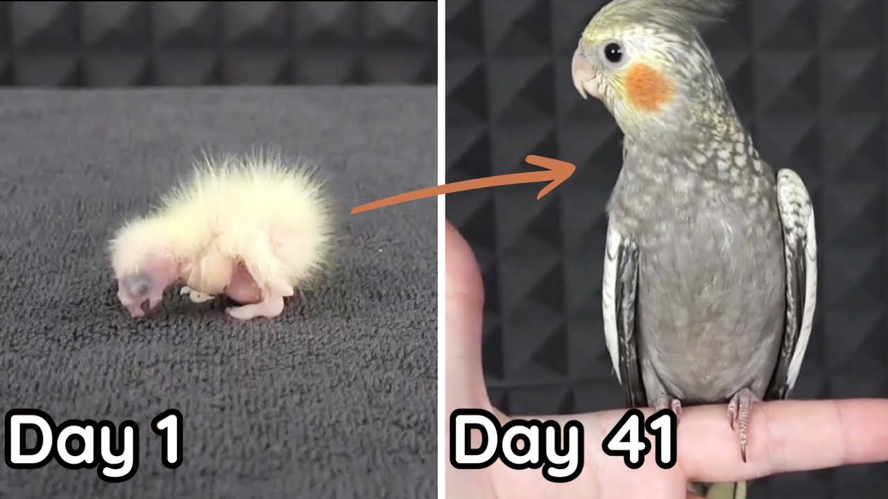 From Tiny to Mighty: Baby Parrot's Incredible Growth Journey - YouTube