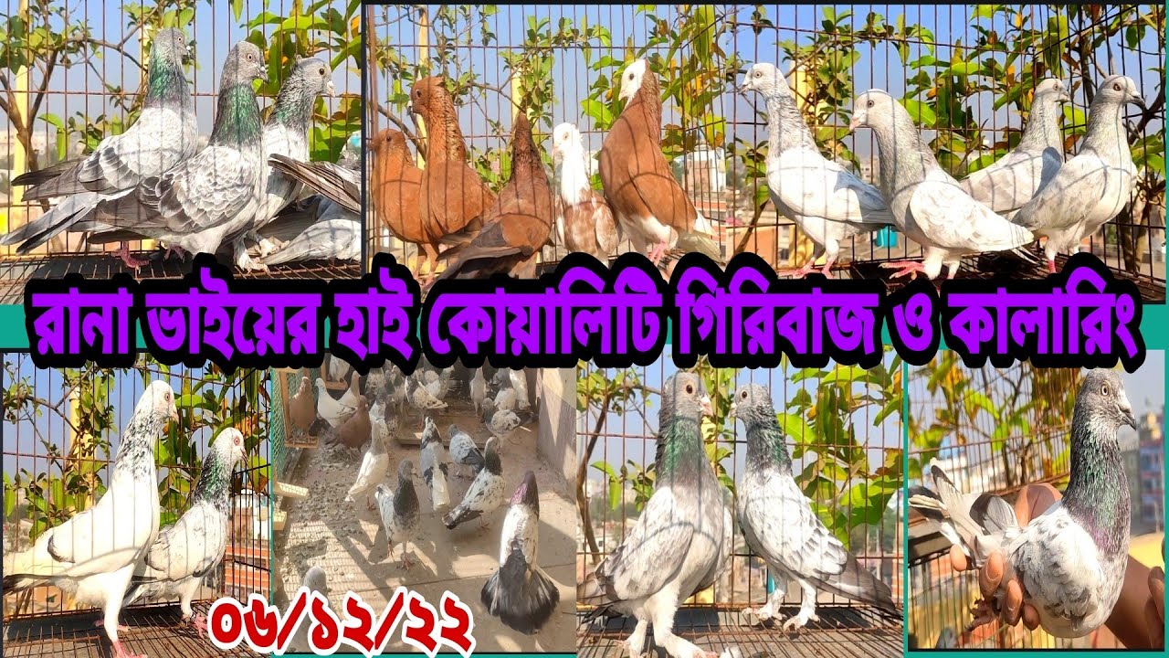হাই কোয়ালিটি গিরিবাজ ও কালারিং কবুতর কিনুন রানা ভাইয়ের কাছ থেকে ...