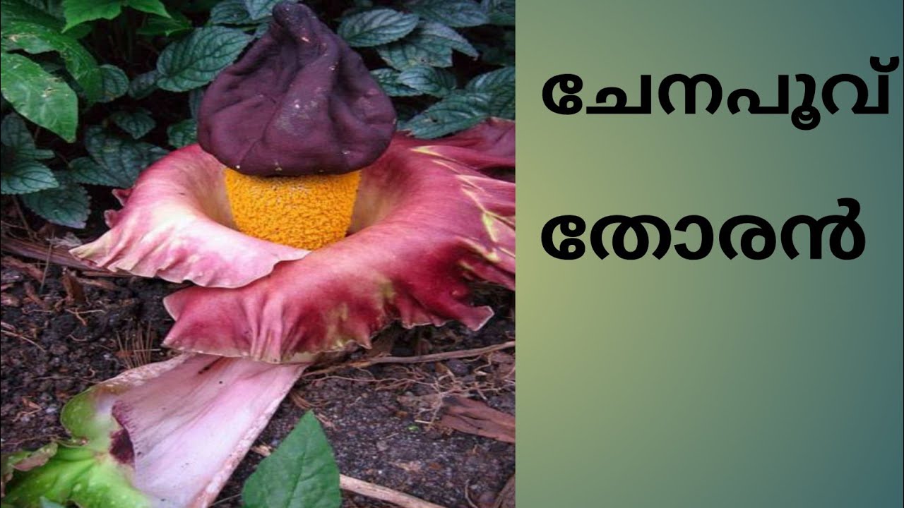 yam flower thoran |ചേനപ്പൂവ് തോരൻ - YouTube