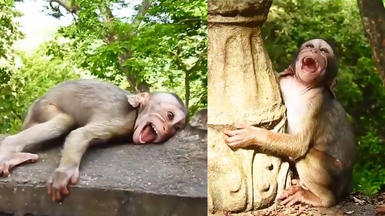 baby monkey almost passed out, breathing became very fast, mother ...