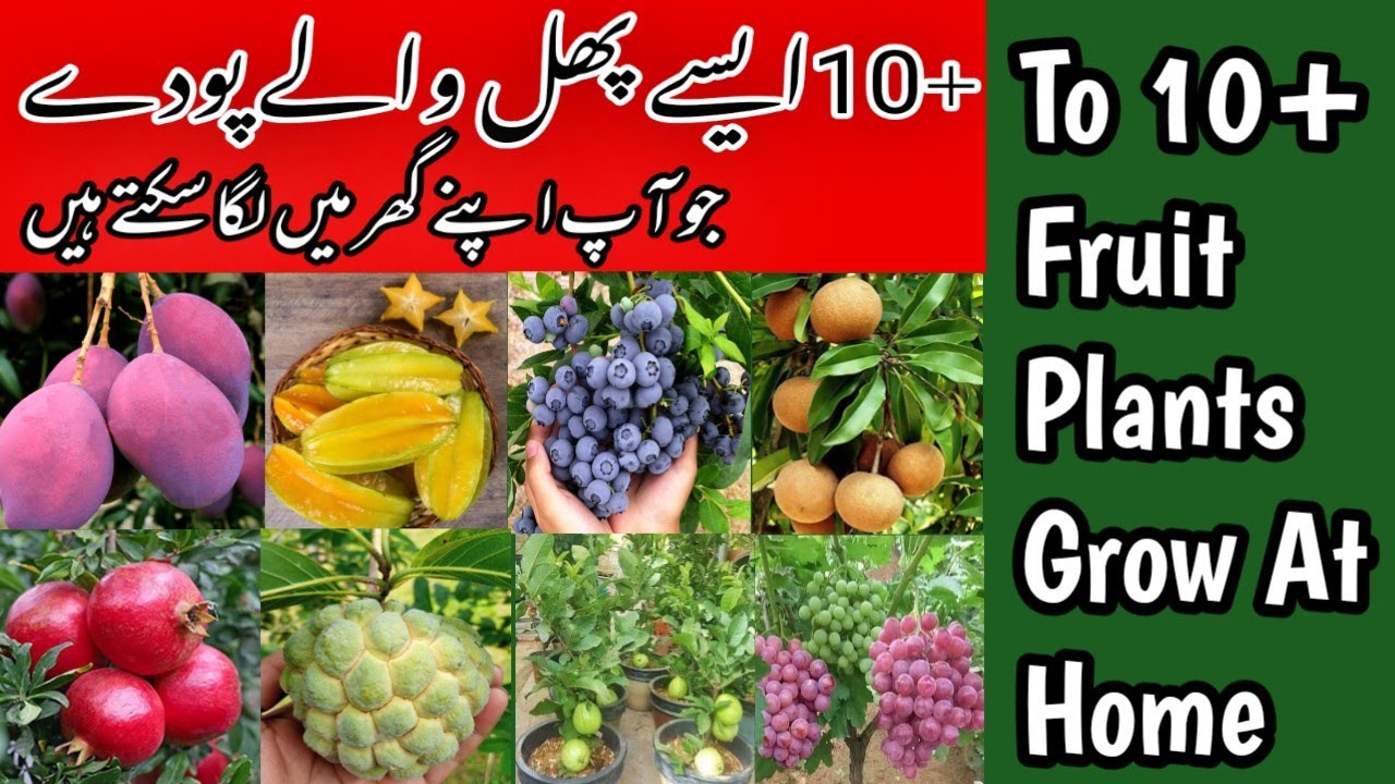 Top 10+ Fruiting Tree Grow At Home In August Month||فروٹ والے پودے گملے ...