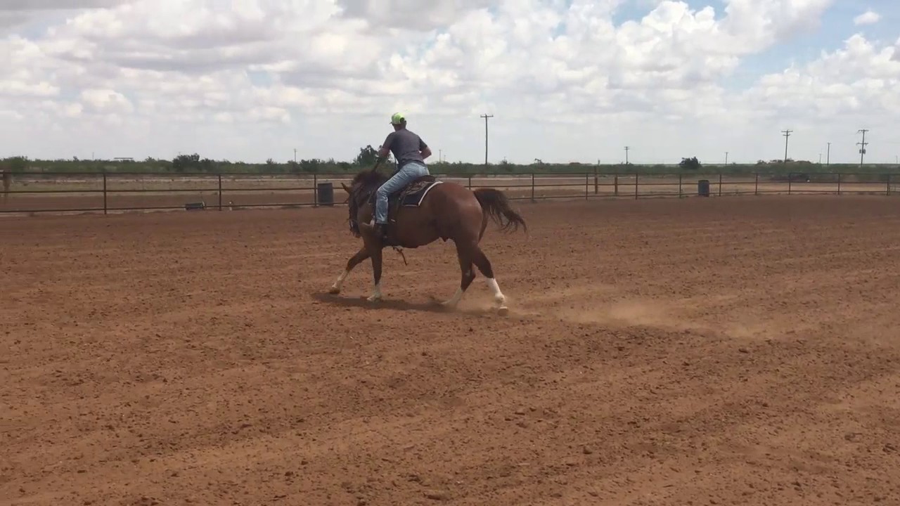 Fancy Lil Gun 2009 Gelding - YouTube