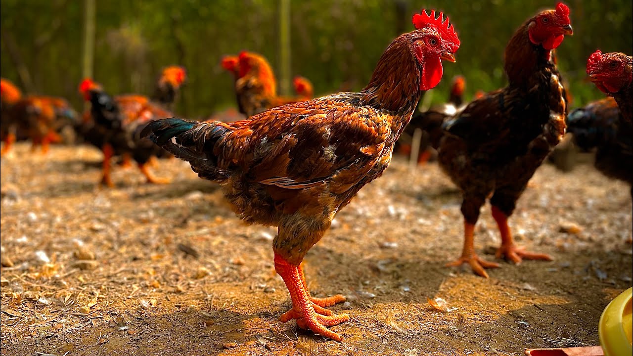 How to raise thousands of chickens - My daily work is on the farm - YouTube
