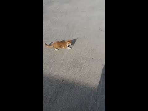 farenin kedi ile imtihanı