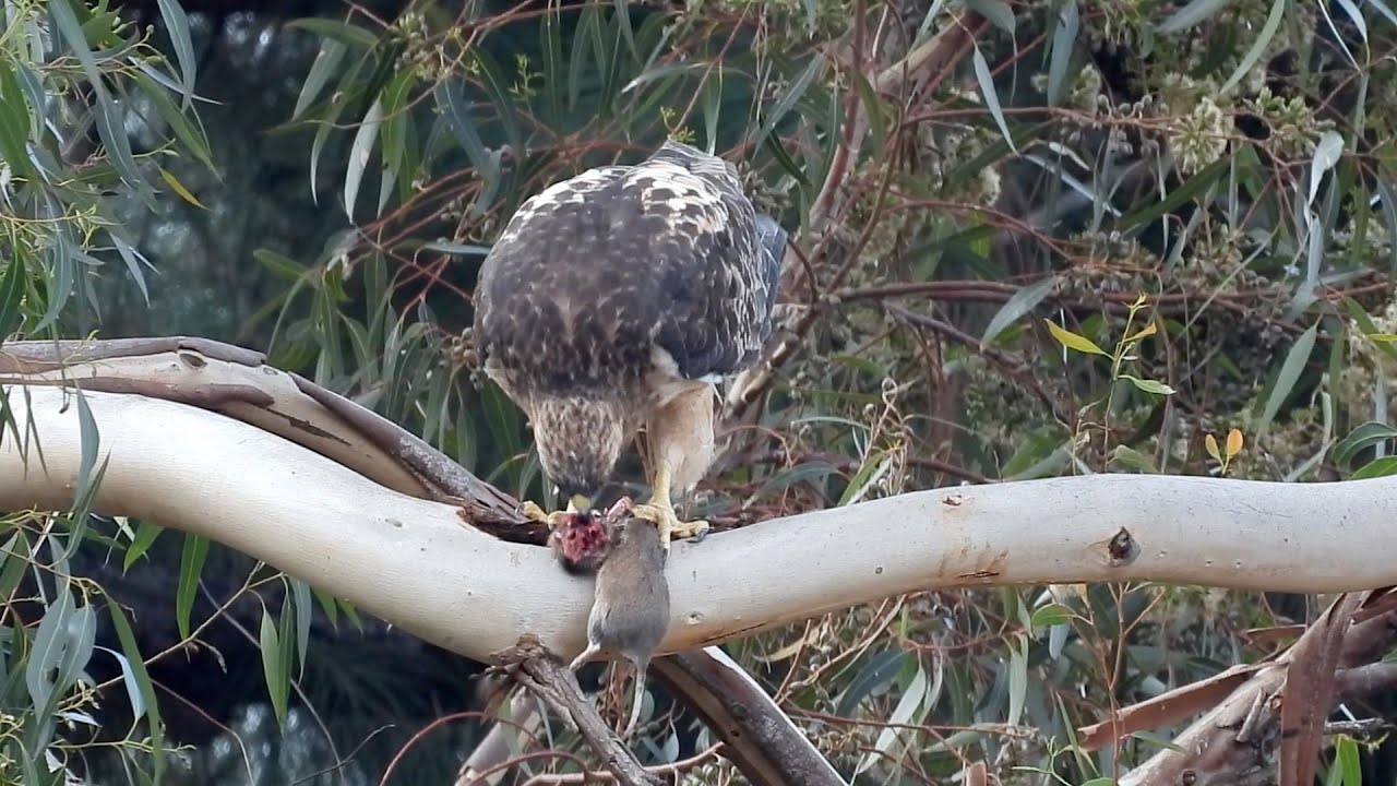 Red-tailed hawk eats a rodent, early lunch. - YouTube