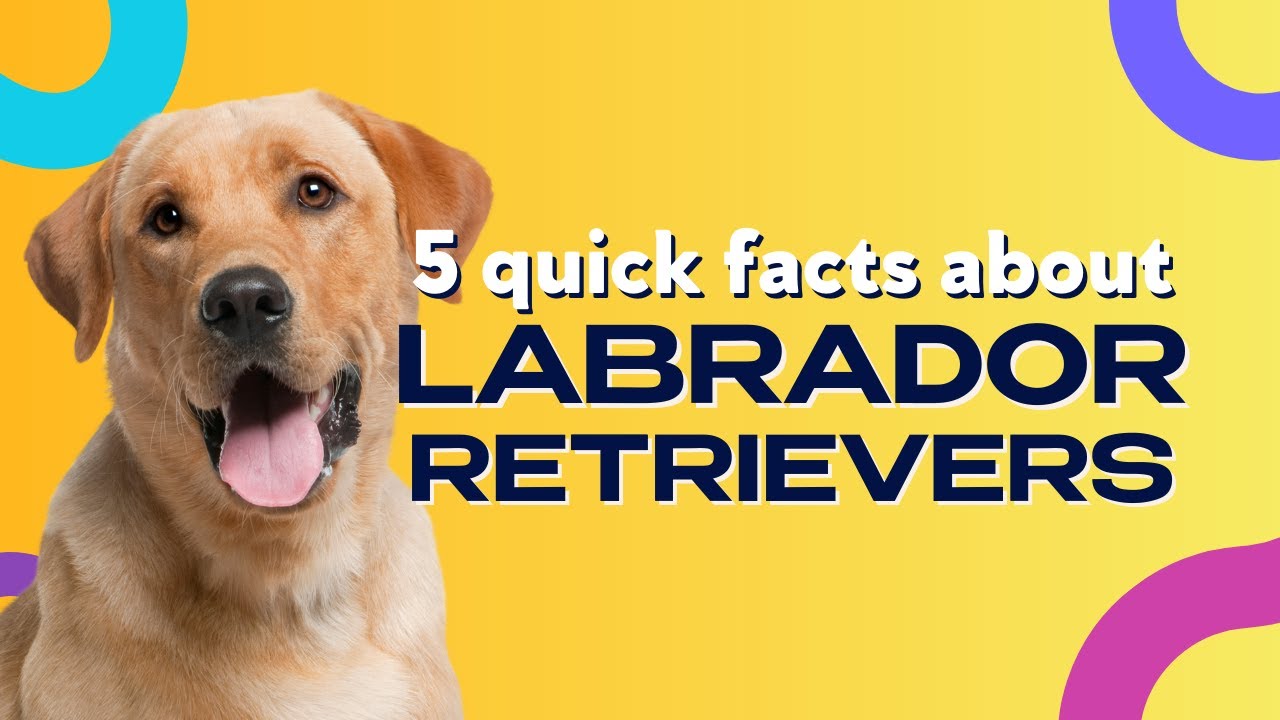 Labrador Retriever Fun Facts at Bruce Earnshaw blog