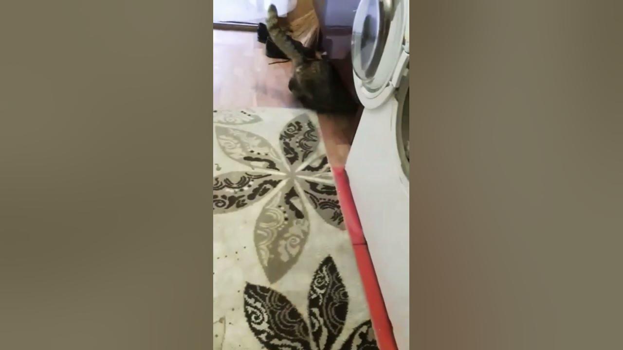 кошка ловит мышь Youtube