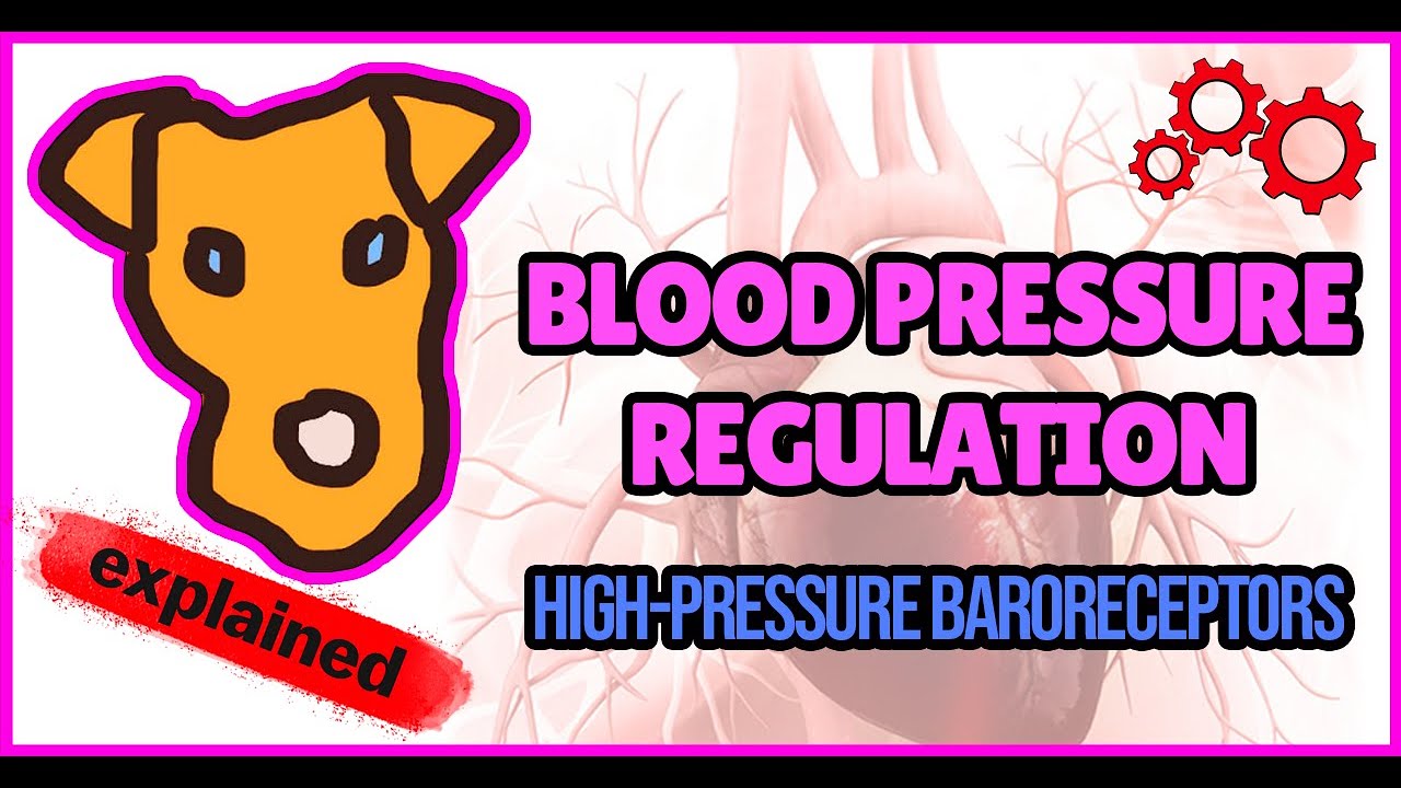 Blood Pressure Regulation P1 General Principles High pressure blood-pressure-regulation-p1-general-principles-high-pressure