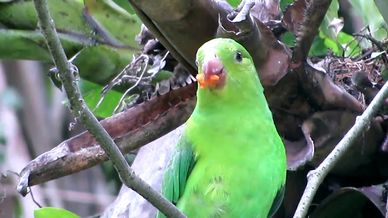 Periquito Rico se alimentando de néctar, Brotogeris tirica, Plain ...