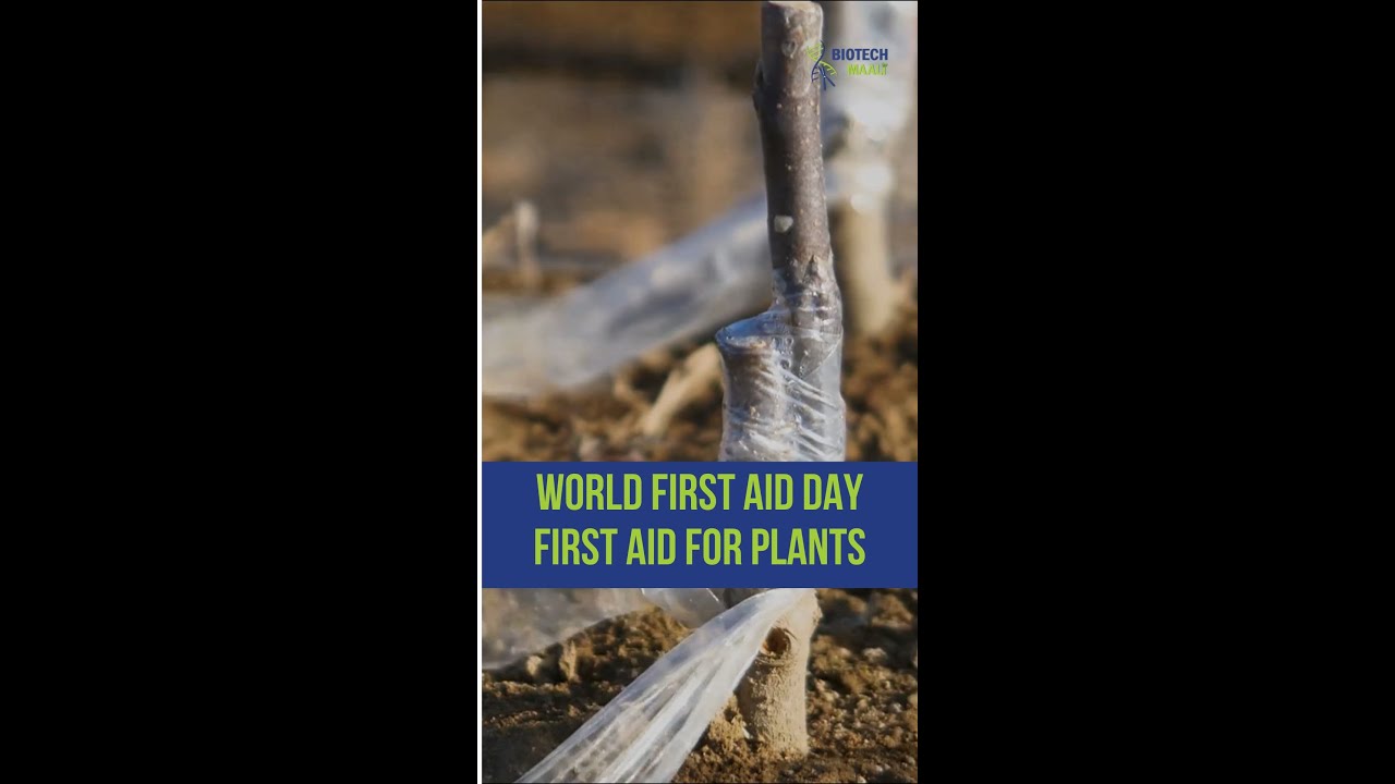🌱 First Aid – For Your Plants! 🌱 - YouTube