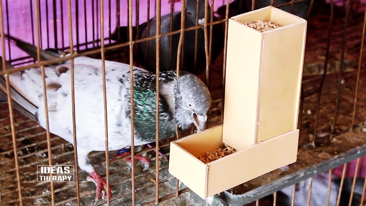 How To Make Easy Automatic Bird Feeder | @IdeasTherapy - YouTube
