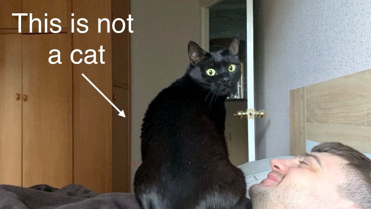 Can You Guess What This Cat Will Do Next? - YouTube