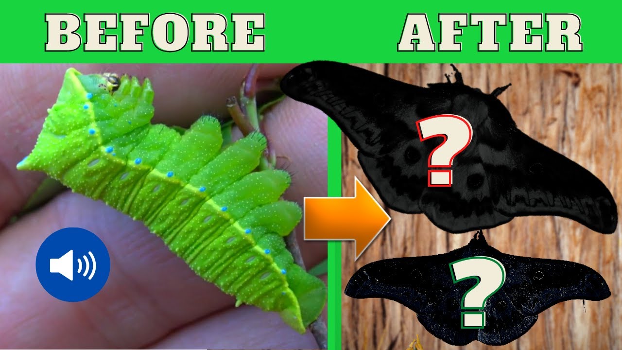Caterpillars that SCREAM! Squeaking Caterpillar Life Cycle (Rhodinia ...