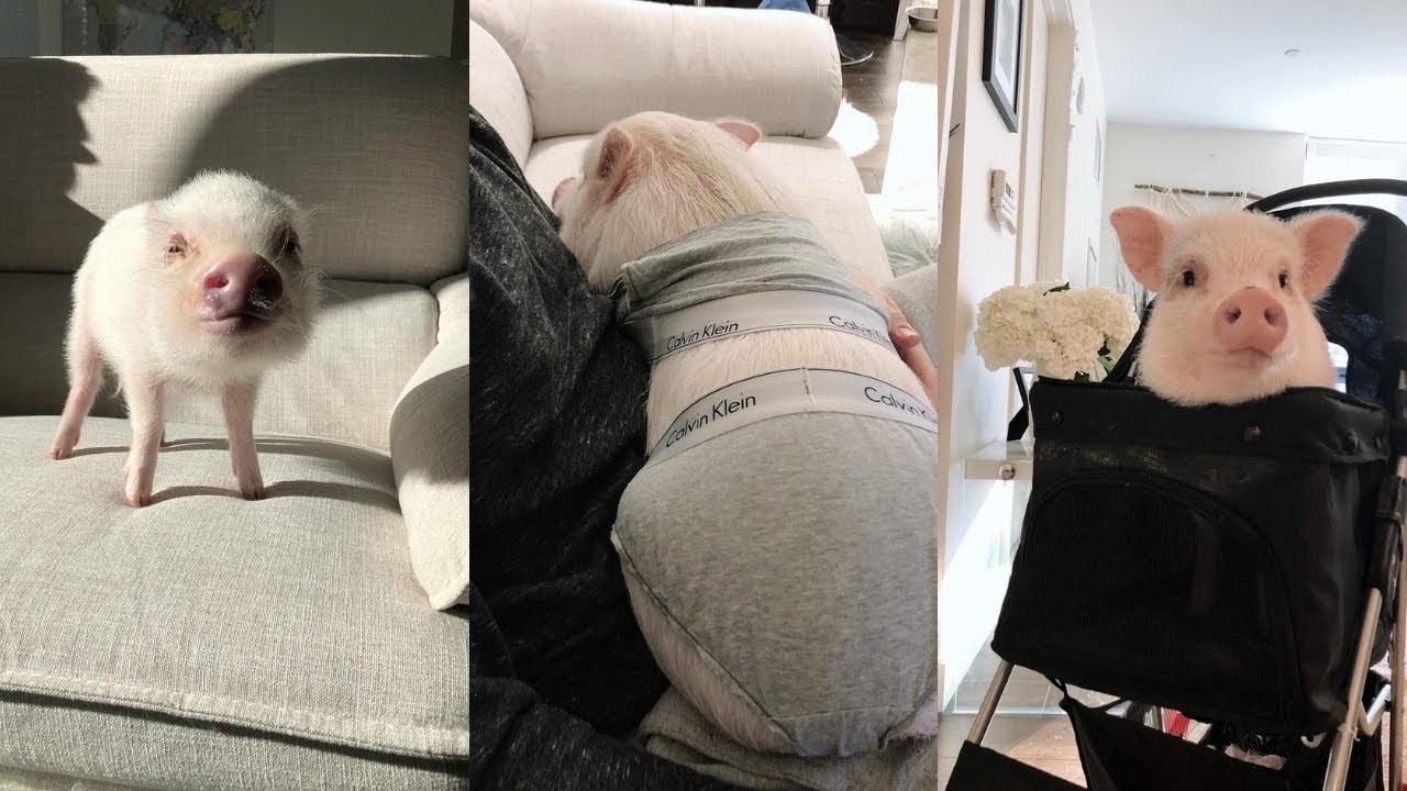 Funny Pig | Mini Pig | Cute Pig Videos Compilation #3 – Cute Animals No ...