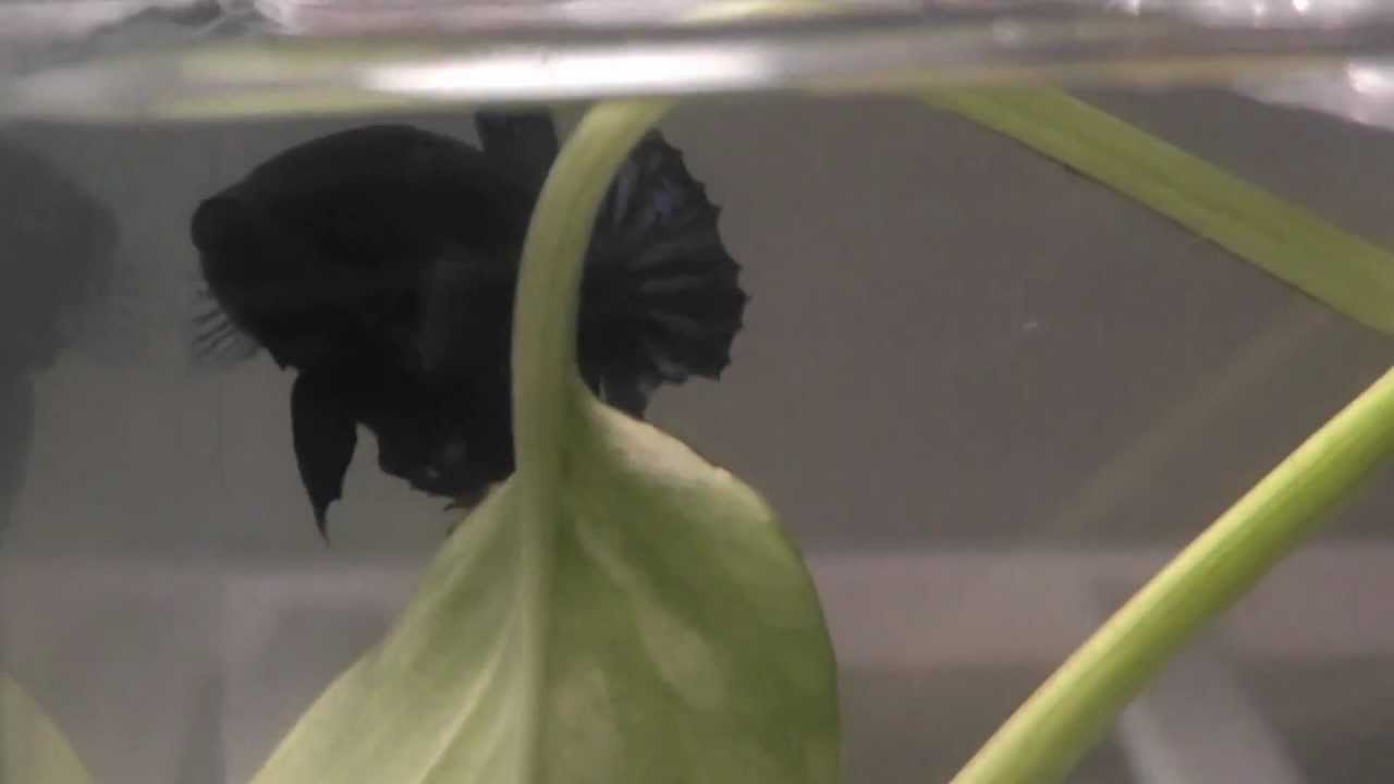 Mastak~ 07/23/12 update- The rise of mastak plakats part 4 - YouTube