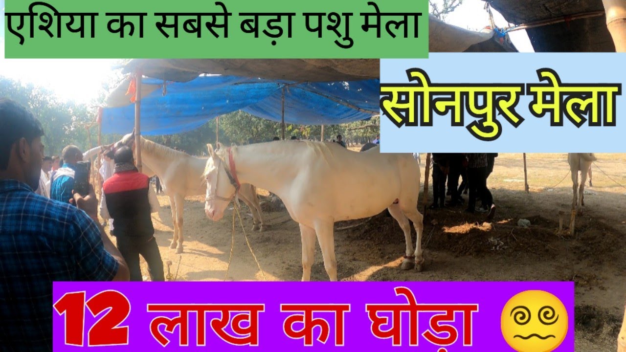 Sonepur pashu mela| सोनपुर पशु मेला। Biggest animal fair of Asia| #mela ...