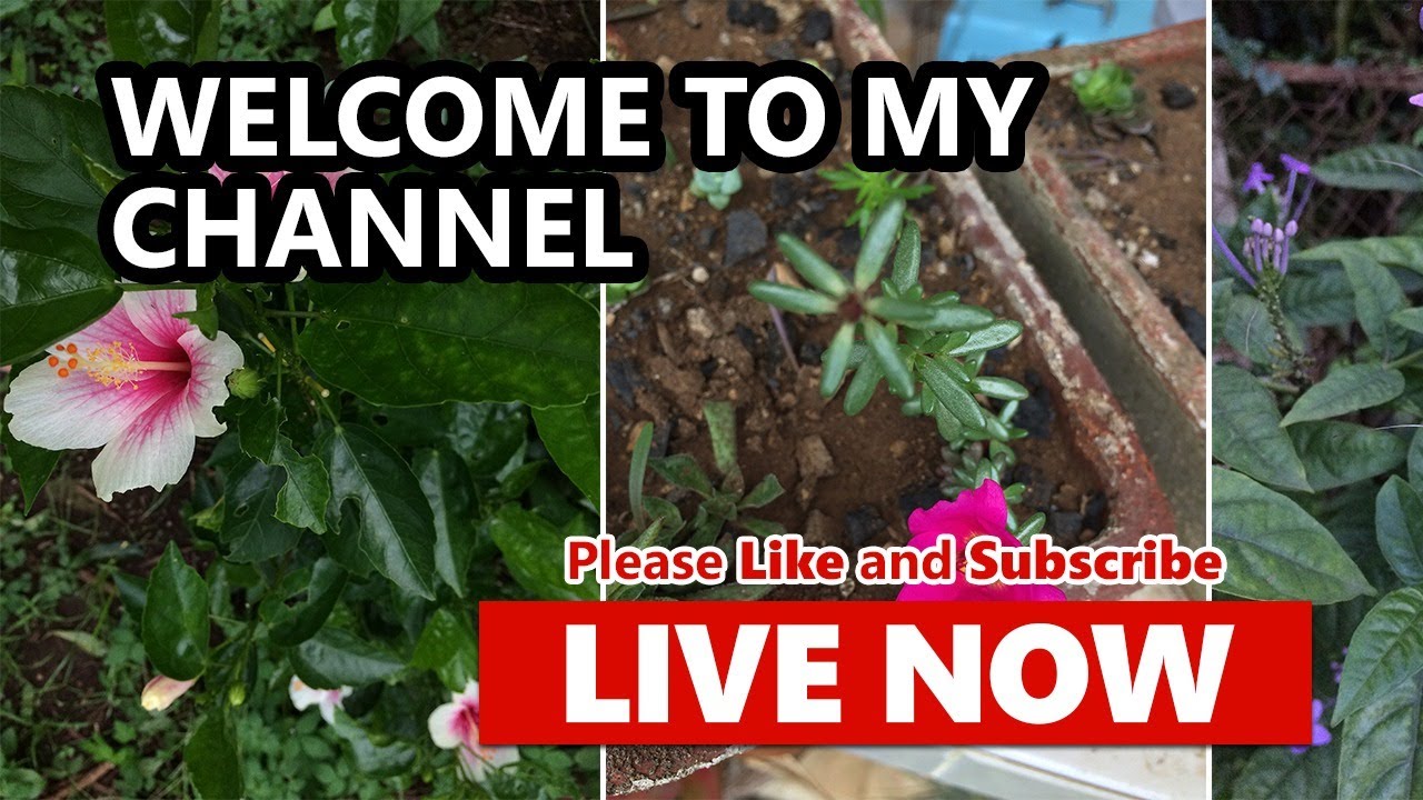 Online Tambayan: Backyard Garden Plants - YouTube