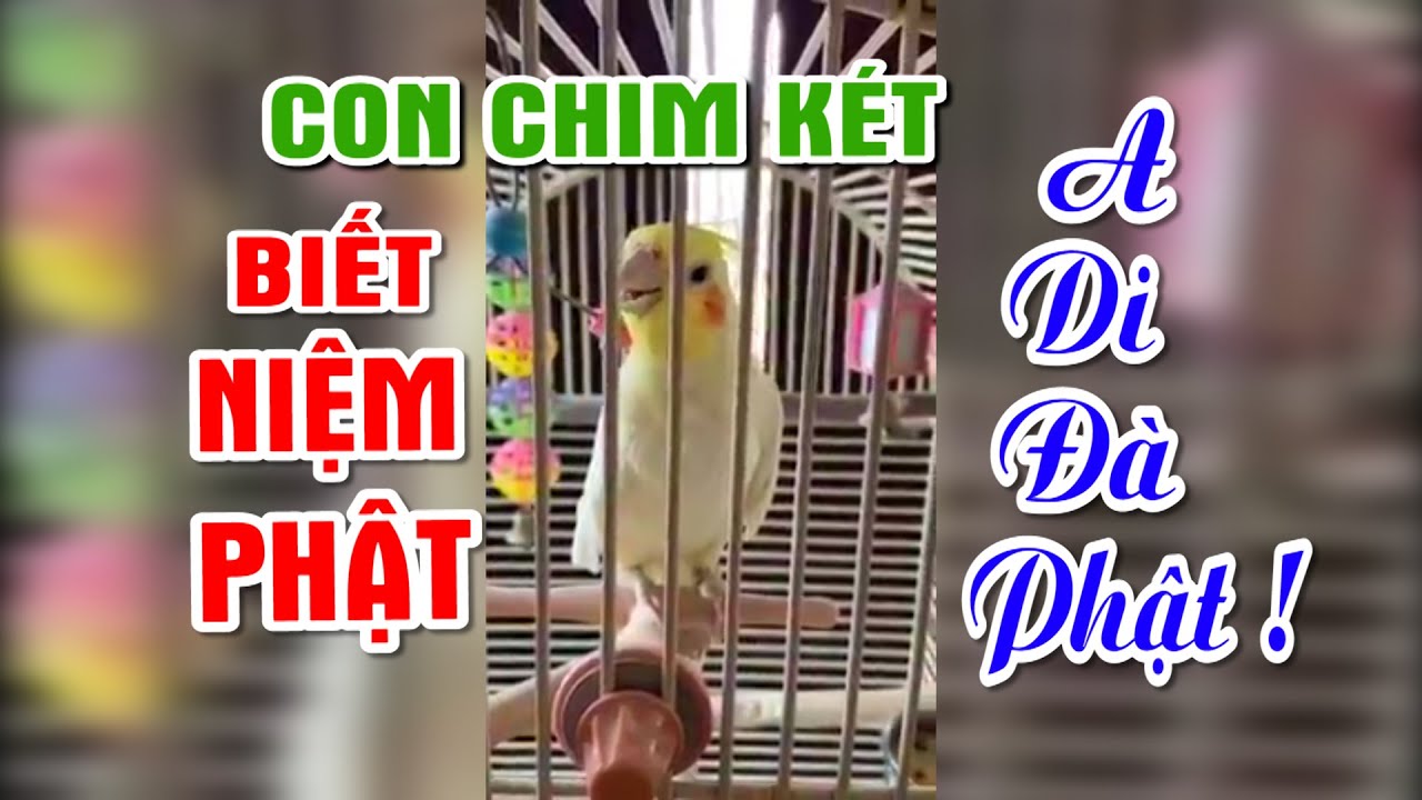 CON CHIM KÉT BIẾT NIỆM PHẬT: A DI ĐÀ PHẬT!.. - YouTube