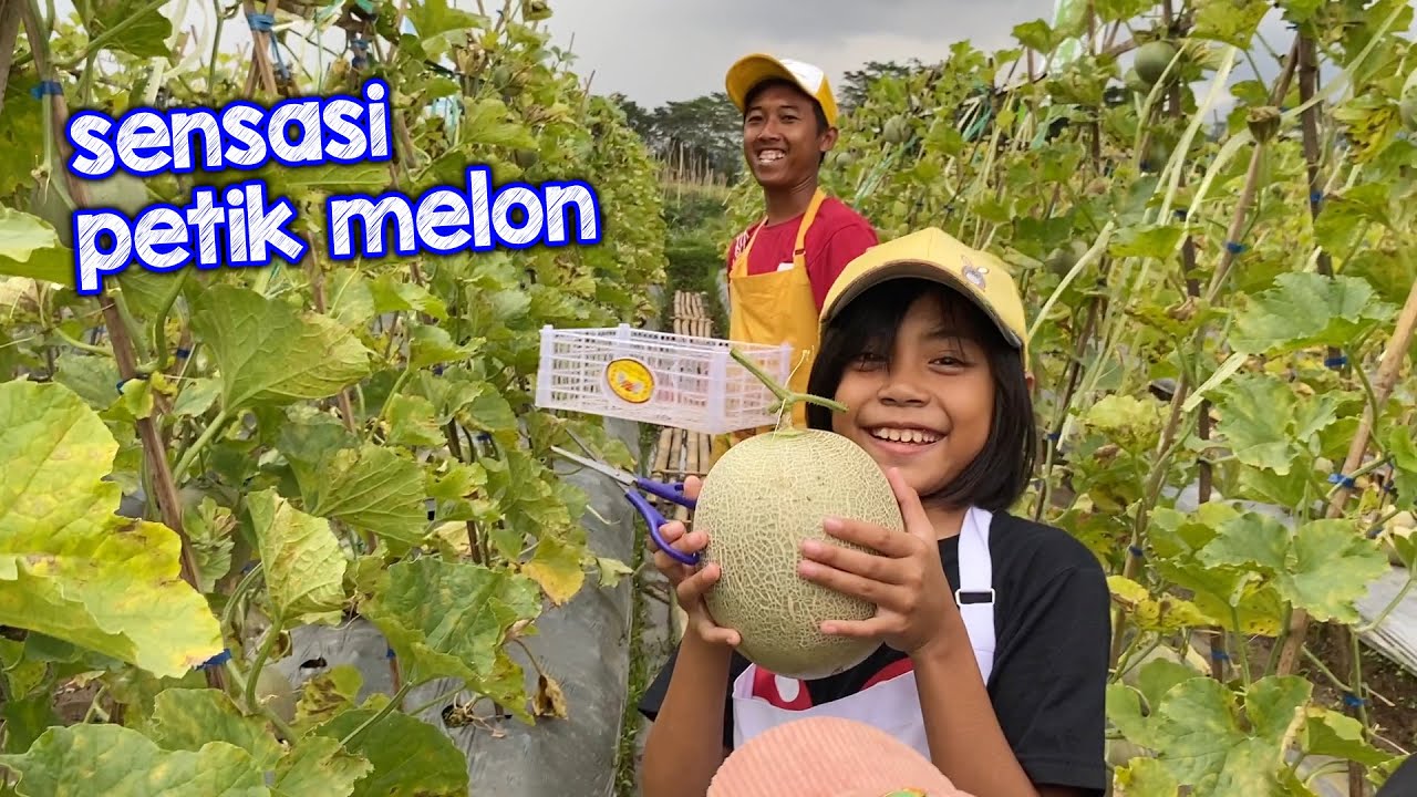 Wisata Petik Melon Langsung dari Pohonnya di Tasikmalaya - YouTube